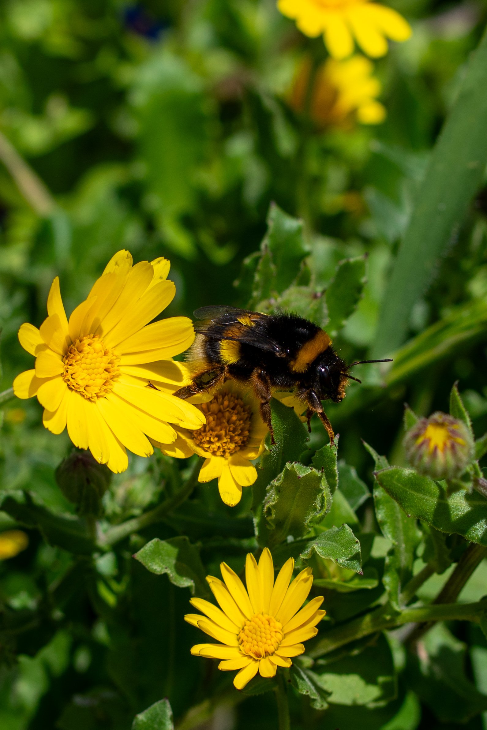 Bumblebees and why they’re vital to our survival - Sylvester Rewilding